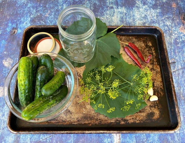 Pop's Spicy Garlic Dill Pickles Recipe • The Good Hearted Woman